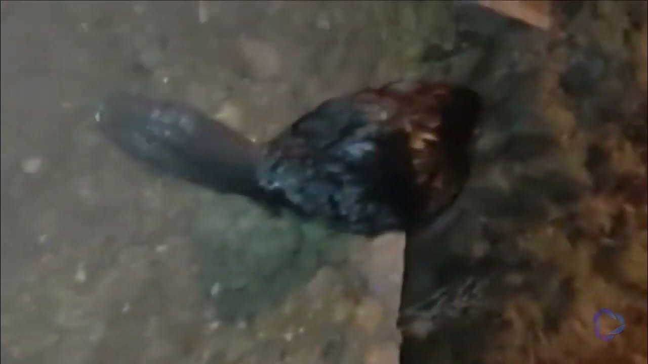 Bóbr kurwa (translated eng) - YouTube