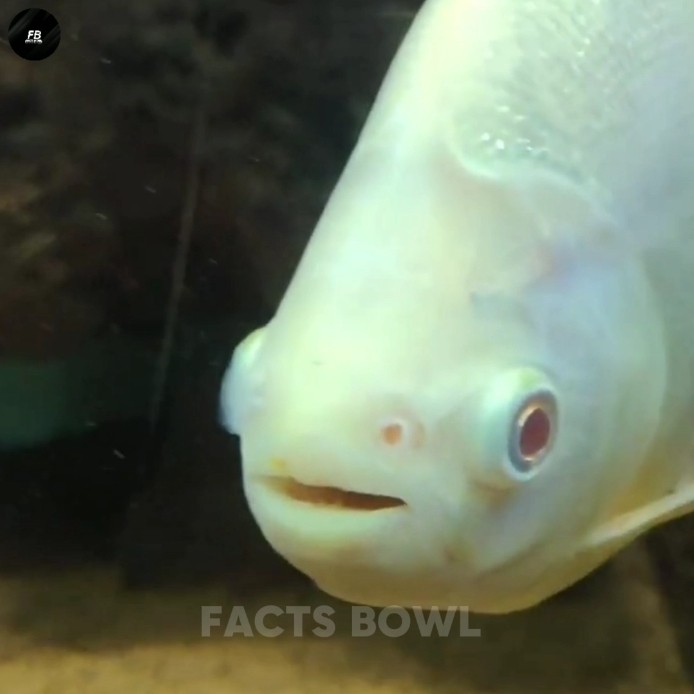 Paco fish 🐟 #shorts - YouTube