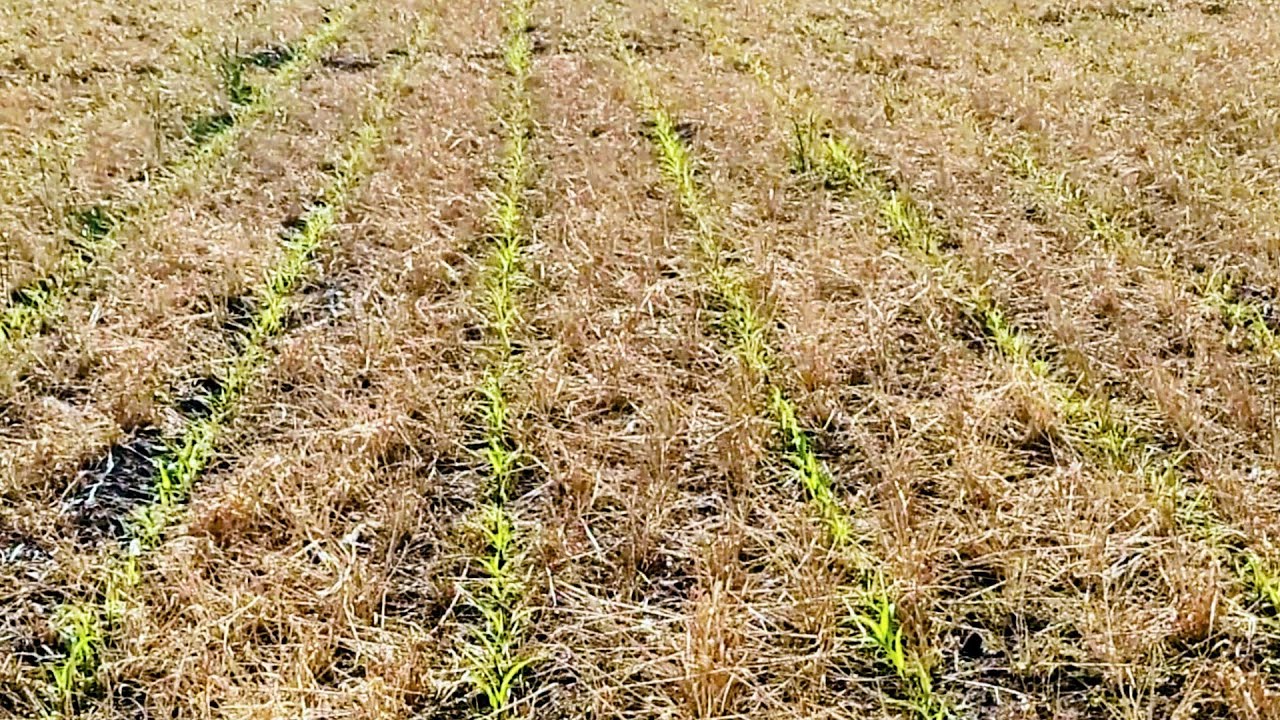 Corn Planted into regenerative cover crops emerge. look for yourself ...