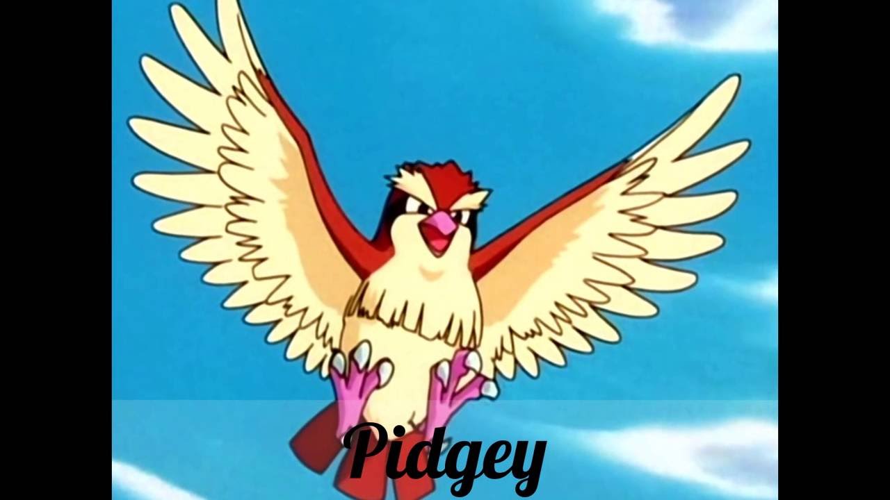 Pidgey evolution ----Know about your pokemon - YouTube