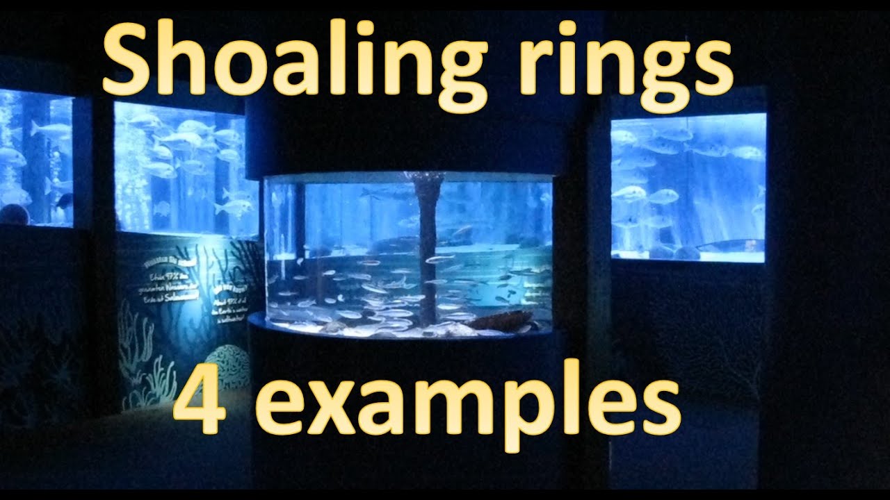 Shoaling rings _ 4 examples - YouTube
