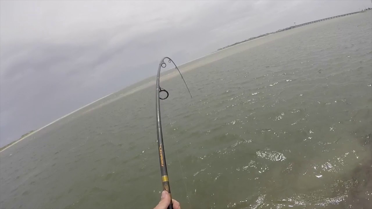 50+ LB Butterfly Stingray caught in Corson's Inlet - Ocean City NJ 5/23 ...