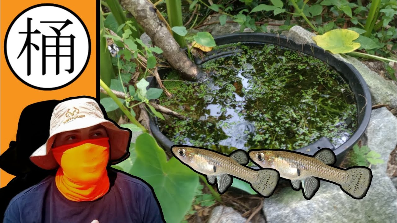 No Pump / No Filter. 30 Gallon Bucket Pond. DiY Outdoor Planted Tank ...