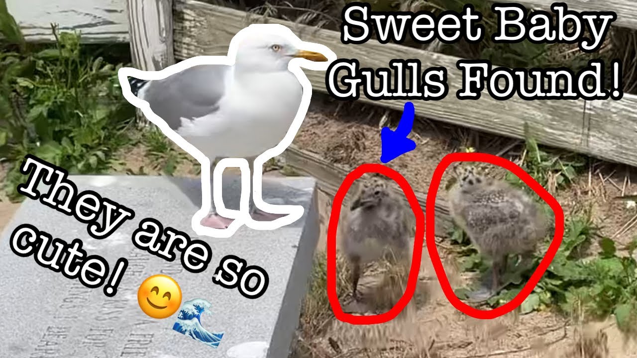 I Found the Most Adorable Tiny Seagull Bois by a Lighthouse - YouTube