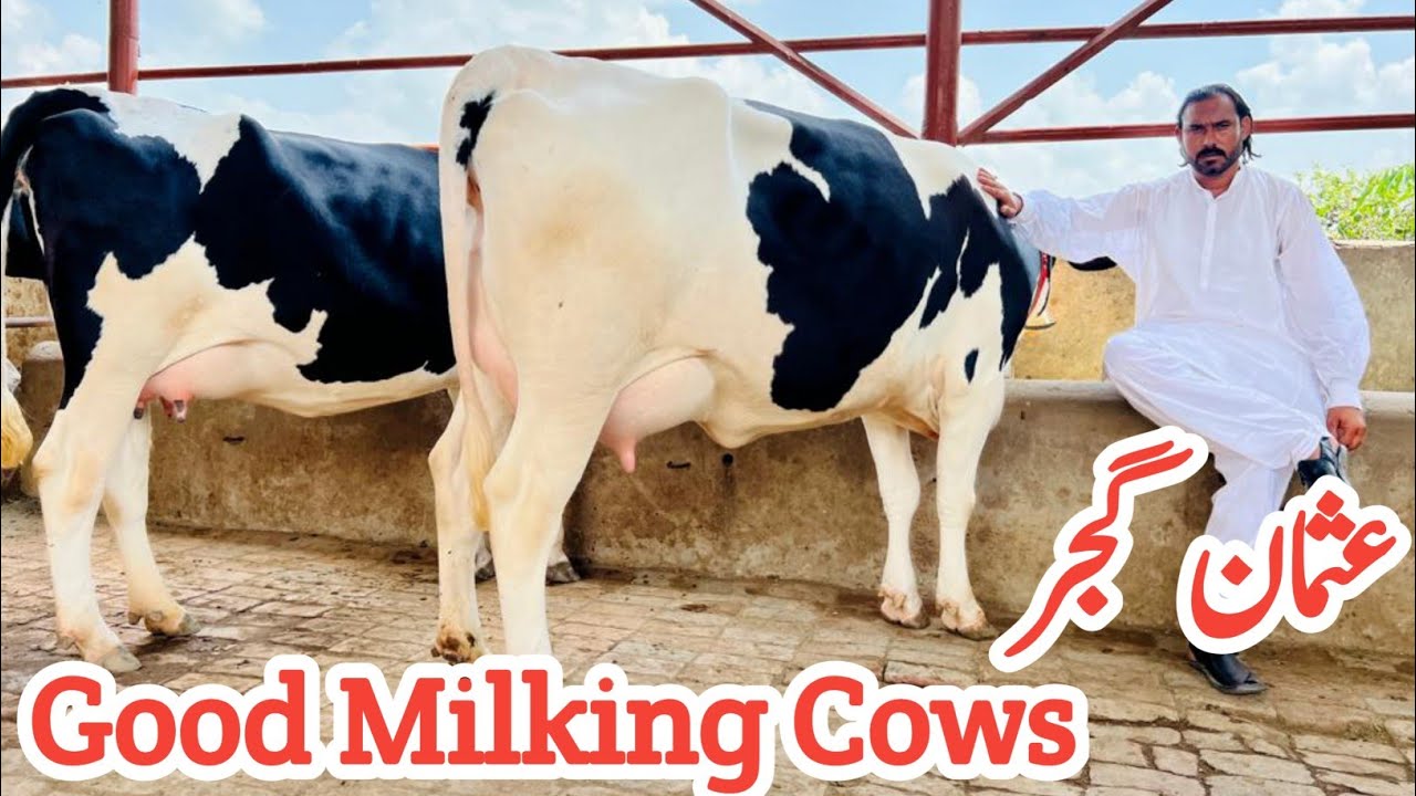 Usman Gujjar | Top class Australian cows | Best Breed ever | Jani Best ...