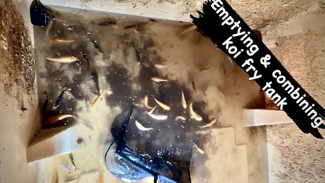 Emptying and combining koi fry tank for future breeding projects #koi # ...
