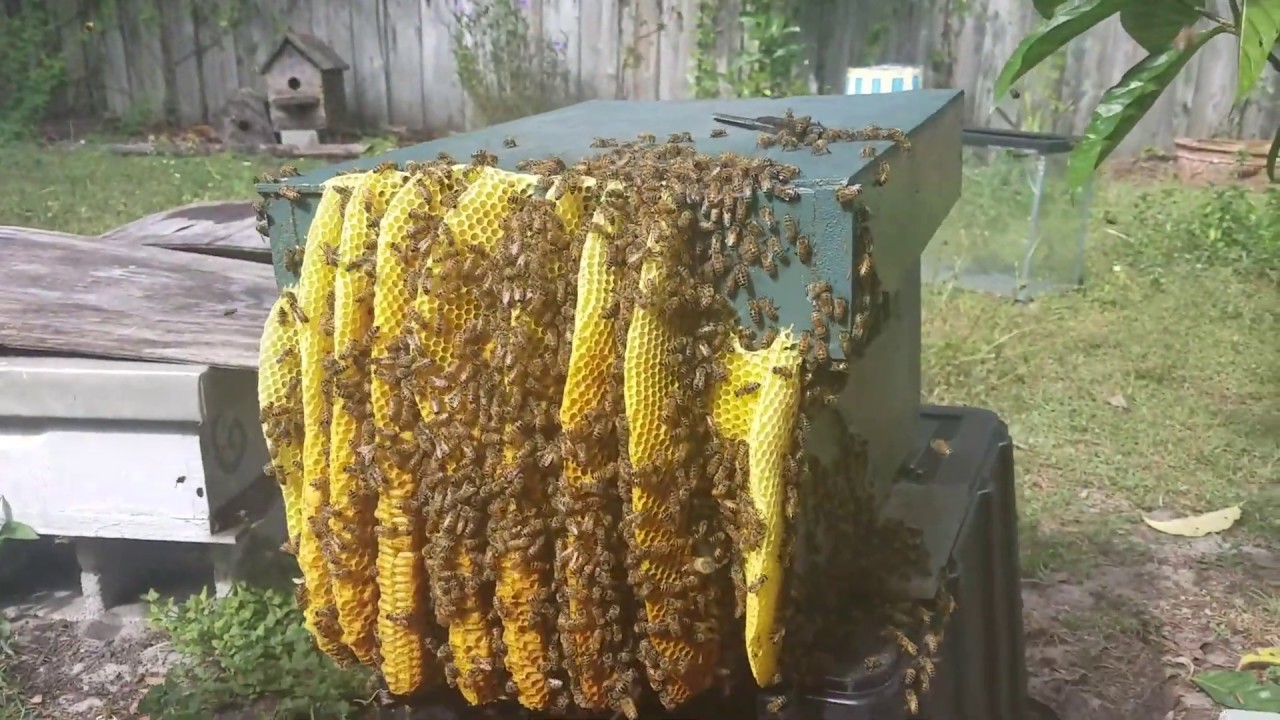 Moving bait hive to aquarium hive - YouTube