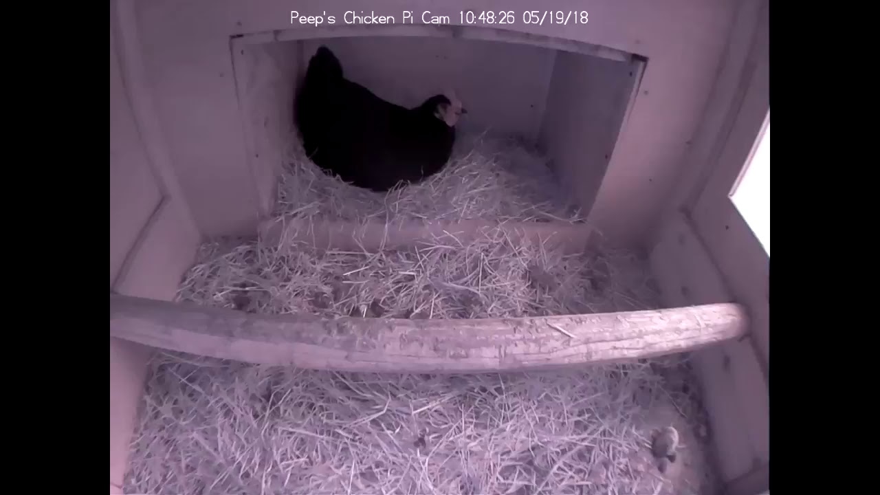 Peep's Chicken Pi Cam Live Stream - YouTube