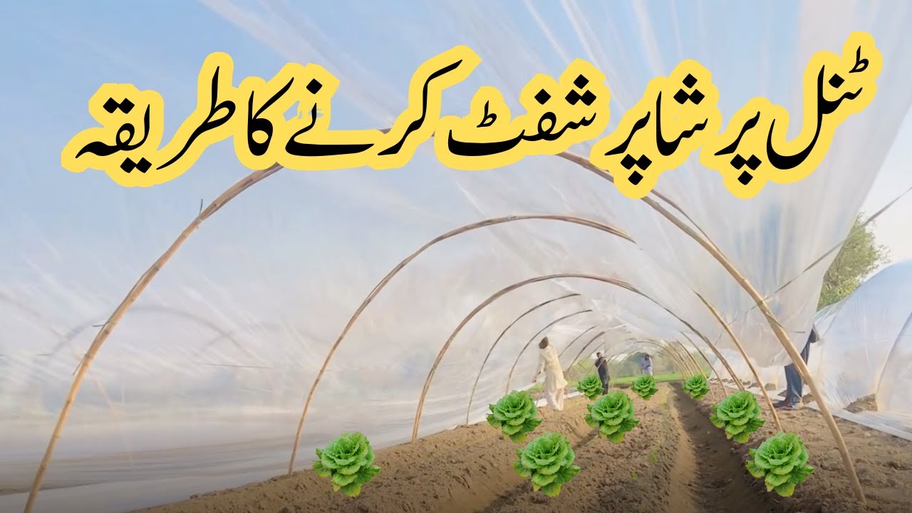 Tunnel py shapar lgany ka treeqa || tunnel farming in Pakistan - YouTube