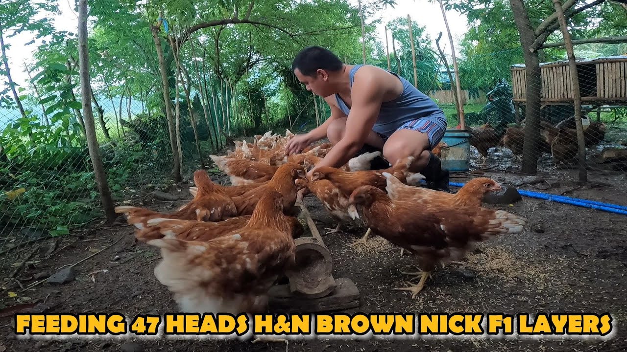 FEEDING 47 HEADS H&N BROWN NICK F1 LAYERS | FREE RANCE CHICKEN FARMING ...