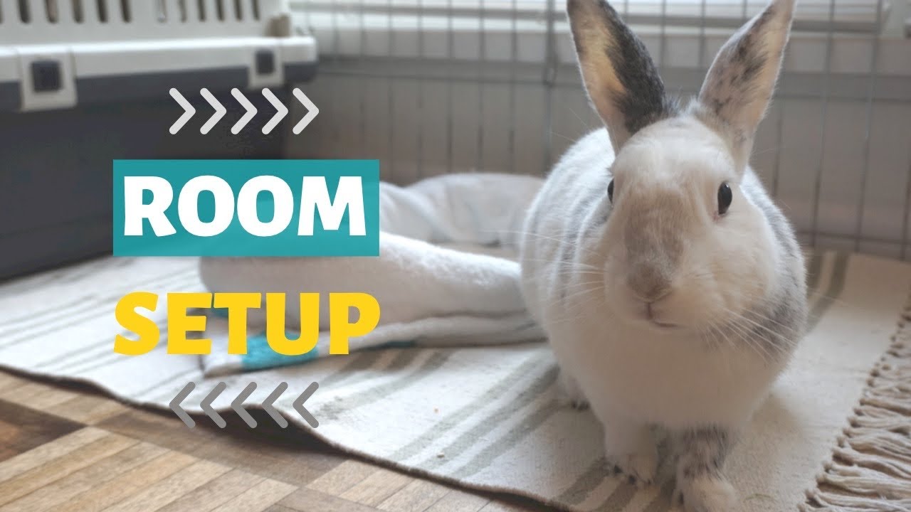Bunny Room Tour! | Free Roam 🐰 - YouTube