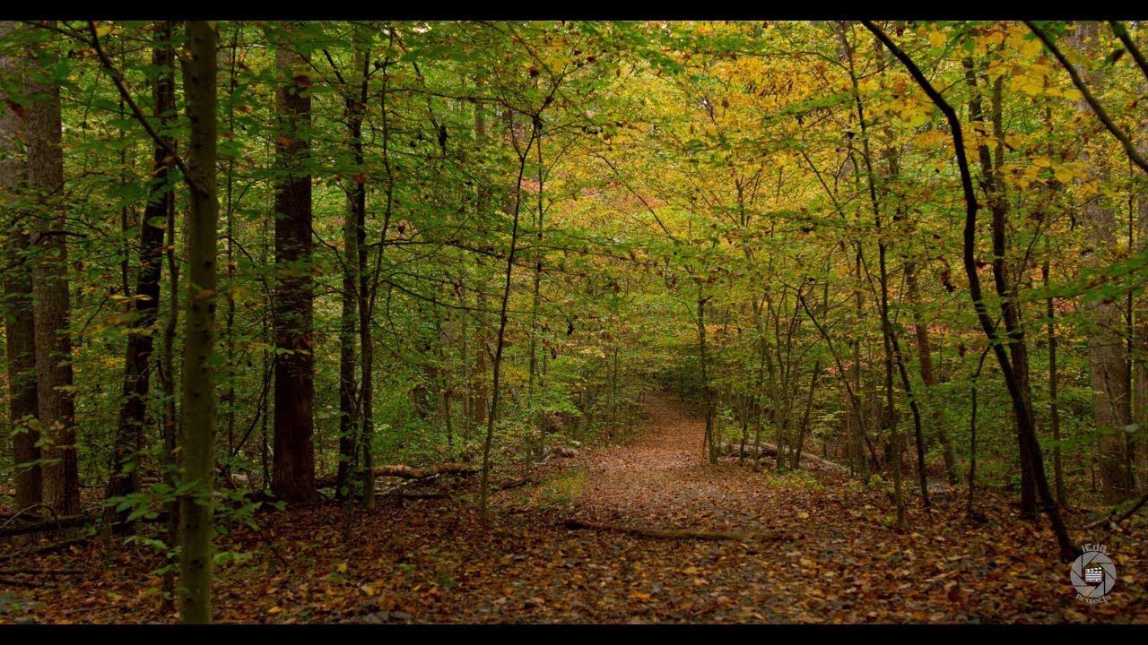 [4K] Spooky Walk In The Forest - Autumn In Virginia - YouTube