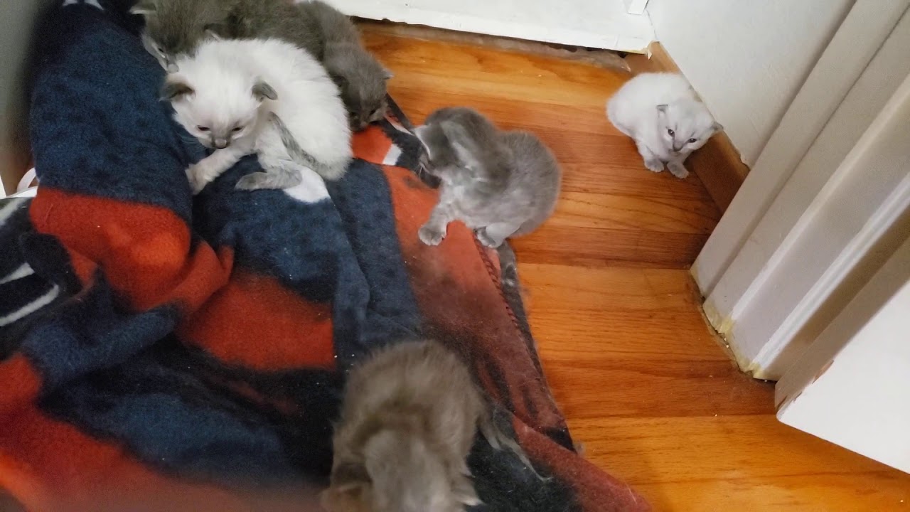 Moving around kittens - YouTube