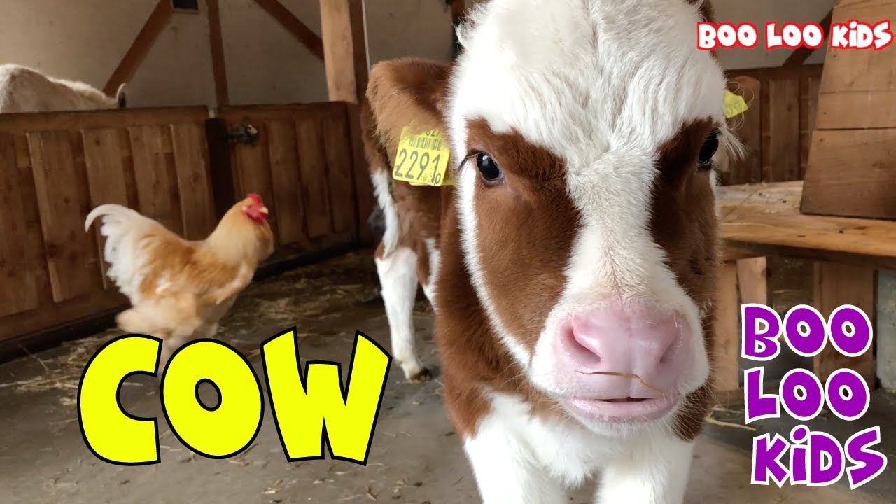 BooLoo Kids Farm Animals Cow - YouTube