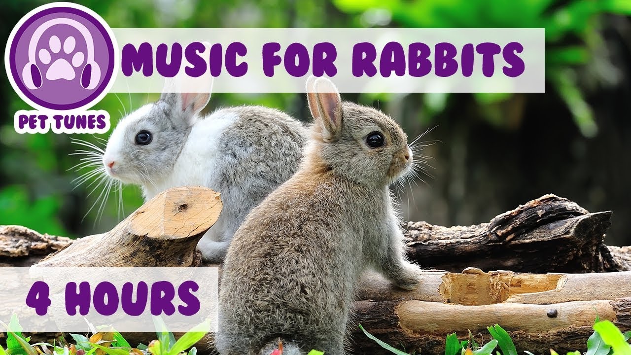 4 Hours of Relaxing Music for Rabbits - Calm Down Your Bunny with ...