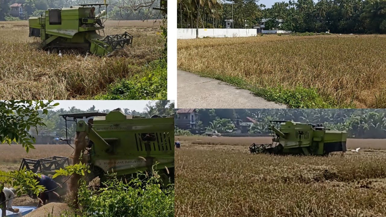 #paddy harvesting# with the help of machine 🌾🌾🌾 - YouTube