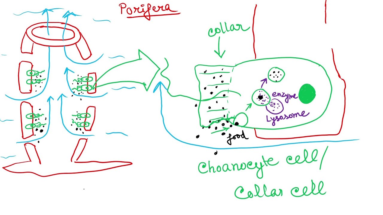 Digestive system in the phylums of Animal Kingdom | Part 4 | Class 11 ...