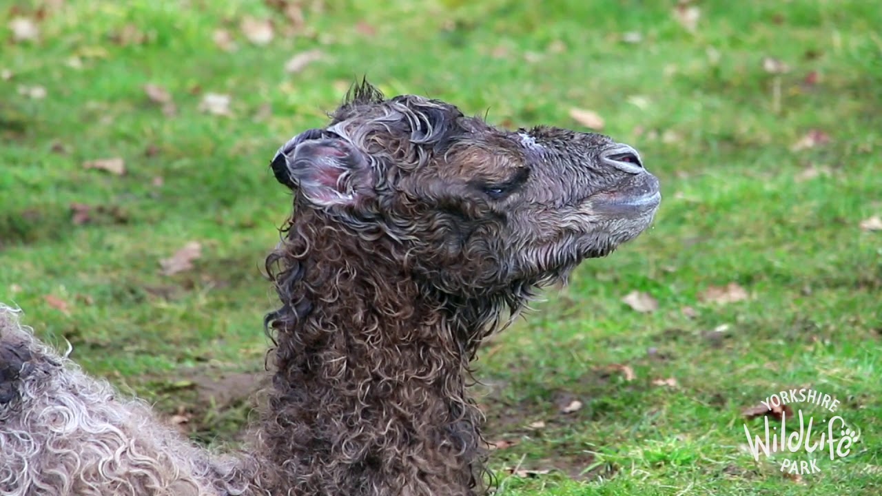 Camel Calf Birth March 6th 2018 - YouTube