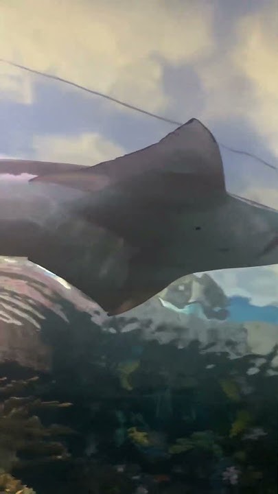Absolutely massive saw fish! 🤯 #aquarium #sawfish #ripleysaquarium ...
