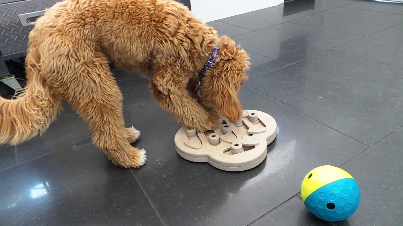 TPSB Daycare Puzzle #10 Sophie Hide Slide and Kibble Ball - YouTube