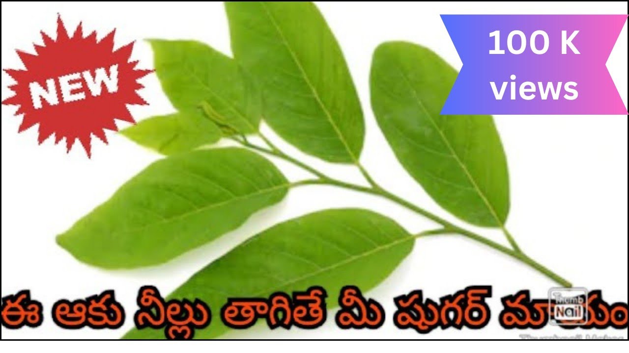 సీతాఫలం ఆకు మధుమేహం చిట్కా |Custard apple leaf(seethaphalam aaku ...