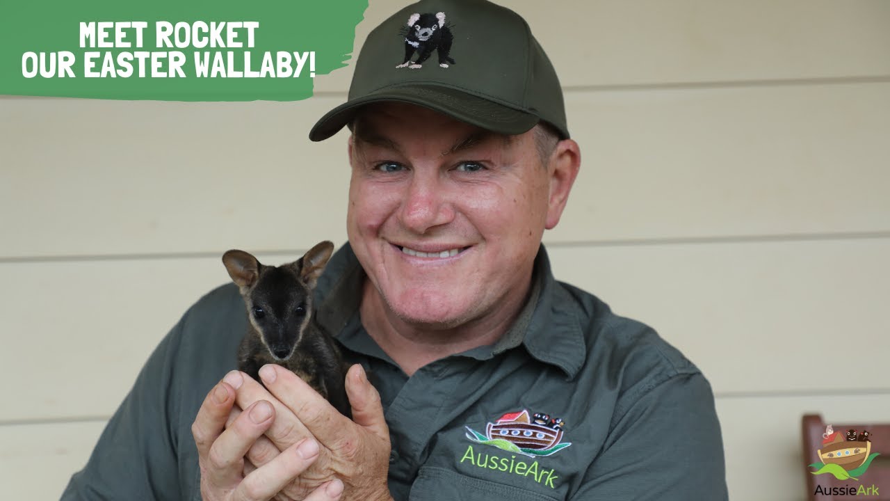 MEET ROCKET - OUR EASTER WALLABY! - YouTube