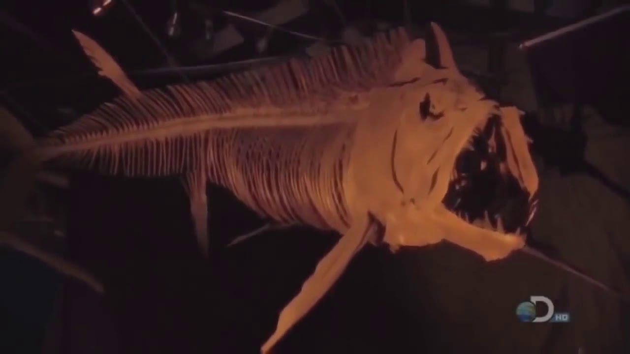 National geographic - T Rex (Tyrannosaurus Rex) - New Documentary HD ...