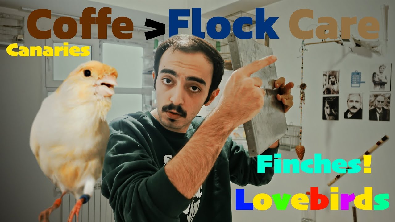 Cozy Morning Flock Routine: Coffee, Canaries, Lovebirds & Finches - YouTube