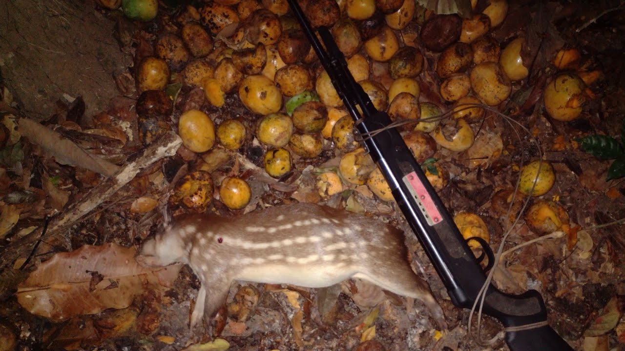 PACA abatida na Ceva de MANGA 🥭 , as 09:30 na Lua Minguante 🌒.. - YouTube