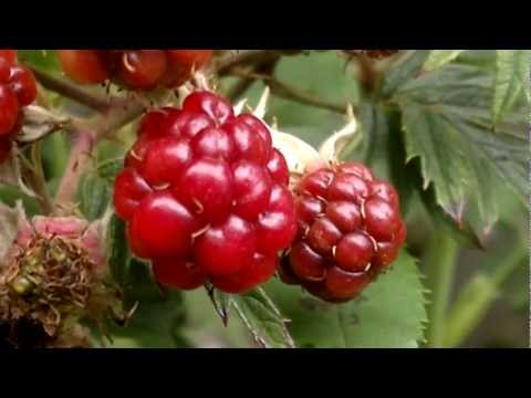 Nokia N8 + Anna. AF Cam Video Demo