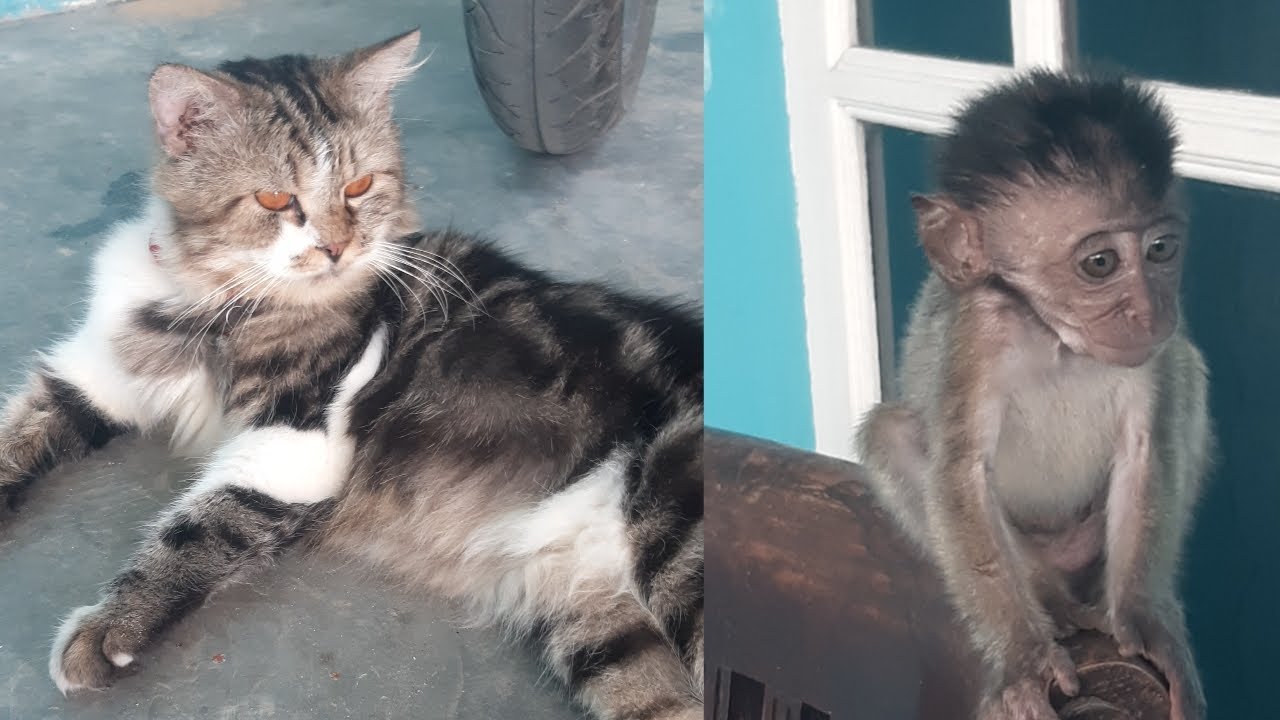 Dragon Monpai (Baby Monkey) find it very difficult to eat when released ...