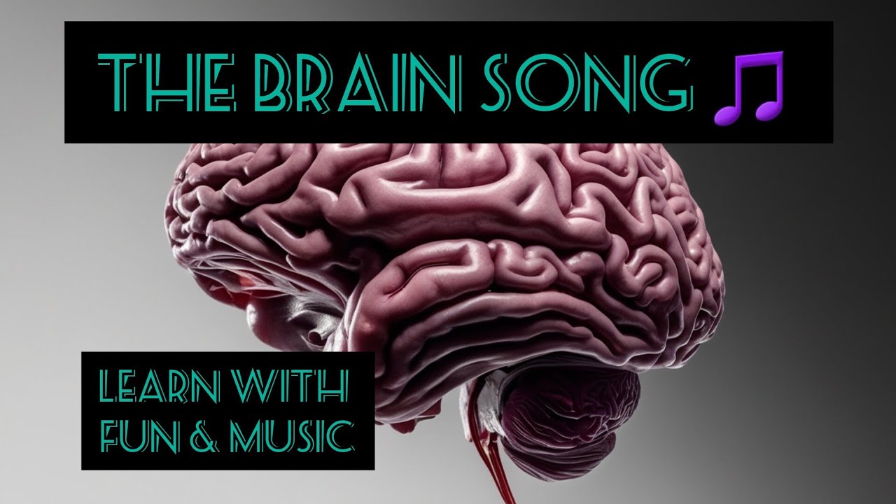 The brain song 🎵 learn different parts of brain with fun and music ...
