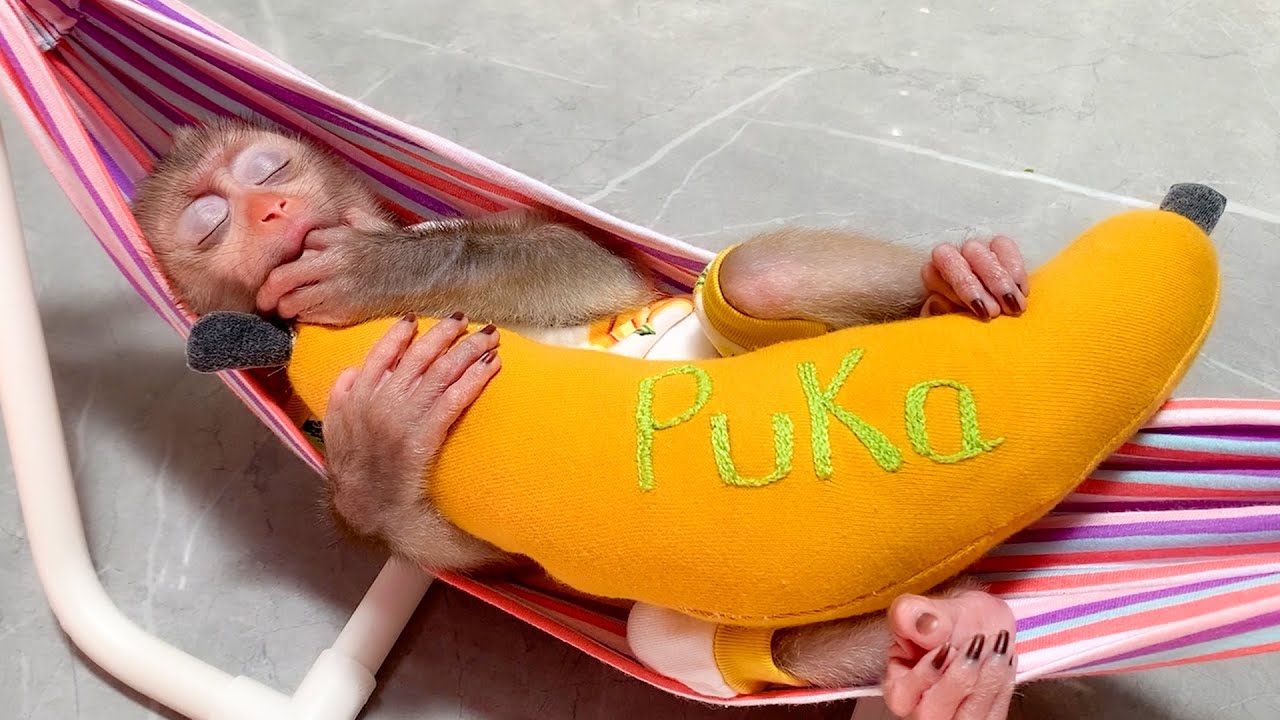 Monkey Puka woke up and didn't see his Mother, ran to find Her - YouTube
