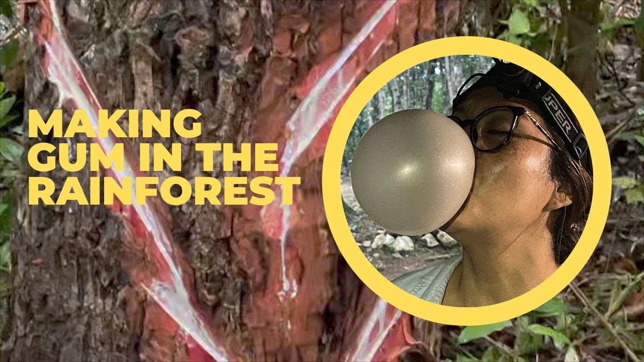 The gum lover’s guide to The making of Chicle, a lost art with @ Guilty ...