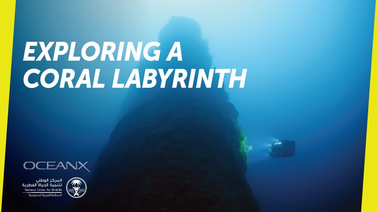 Mapping a Labyrinth of Coral - YouTube