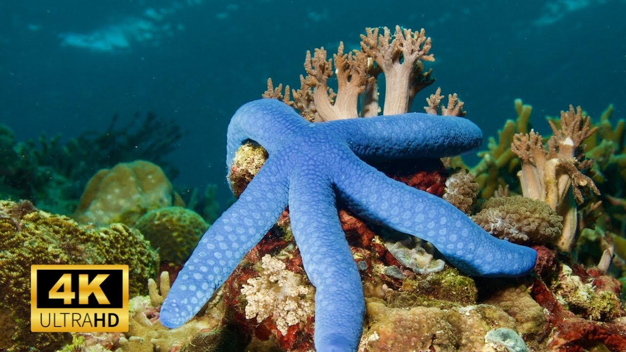 Star fish 4k Amazing Starfish in Undersea Ultra Hd - YouTube