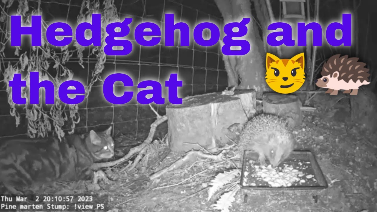 First Hedgehog of the Year! Cat and Hedgehog Eating Together - YouTube