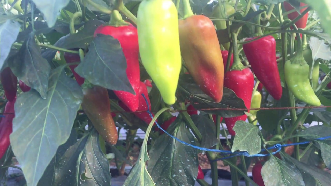 Sweet Pepper | Atsal growing | source of income - YouTube