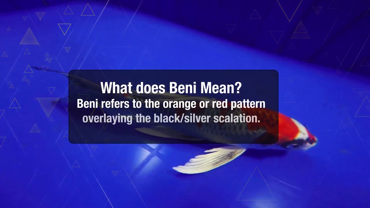 Beni Ginga Butterfly Koi From Koi To The World - YouTube