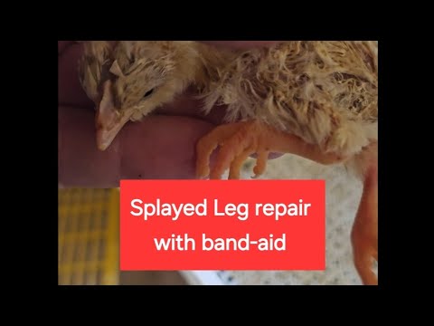 Splayed leg repair with band-aid - YouTube