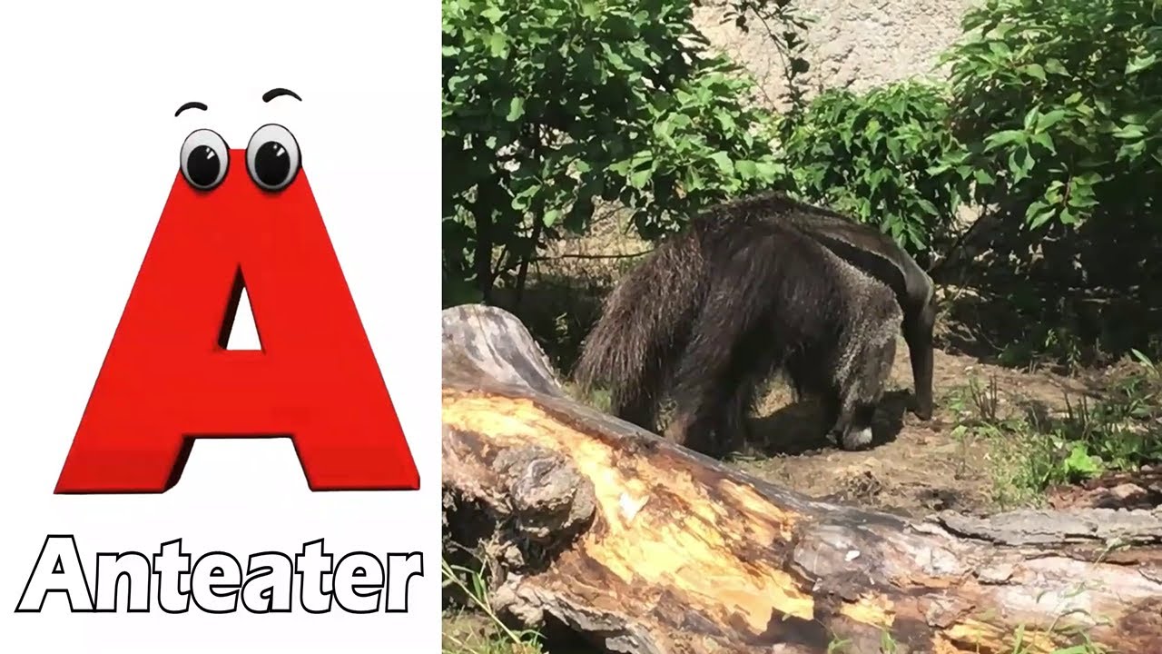 Animals ABC Song | Animals Alphabet Song | Alphabet Letters | Phonics ...