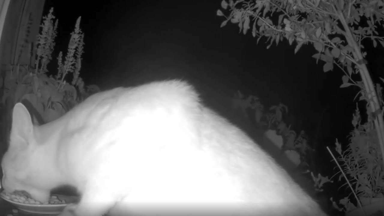 Cat opens its mouth wide when eating - YouTube