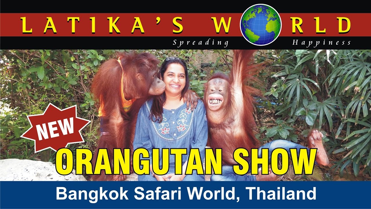NEW ORANGUTAN SHOW, BANGKOK SAFARI WORLD, THAILAND, LATIKAS WORLD - YouTube