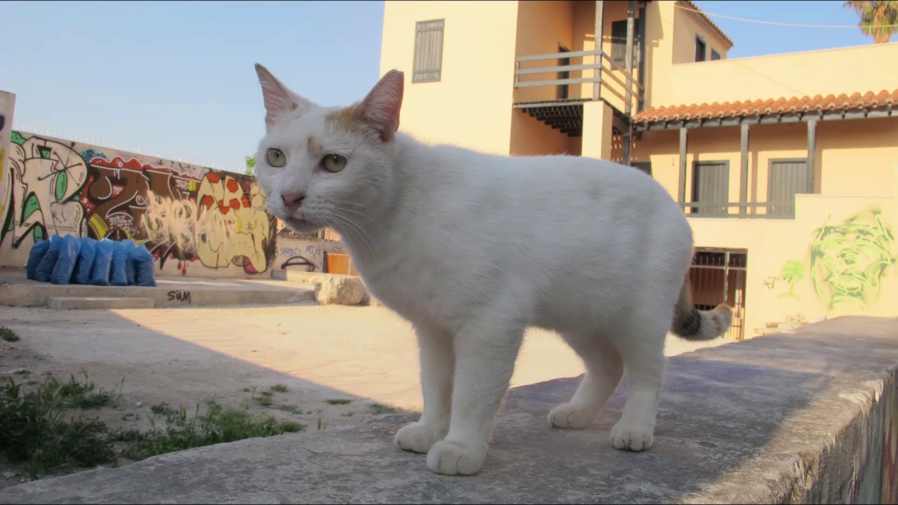 Greece Plaka Cats ♡BGM Kira Kira by Minami Serizawa - YouTube
