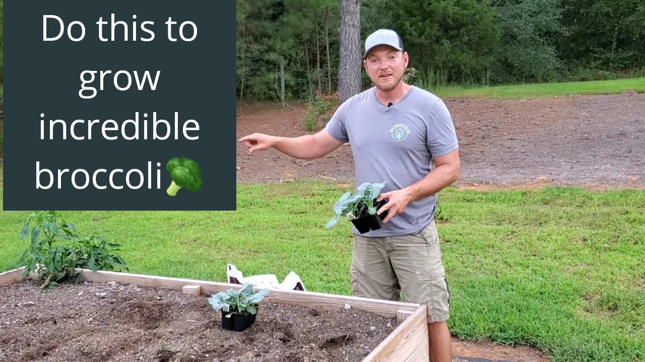 How to Plant and Grow Broccoli for Fall Harvest - YouTube