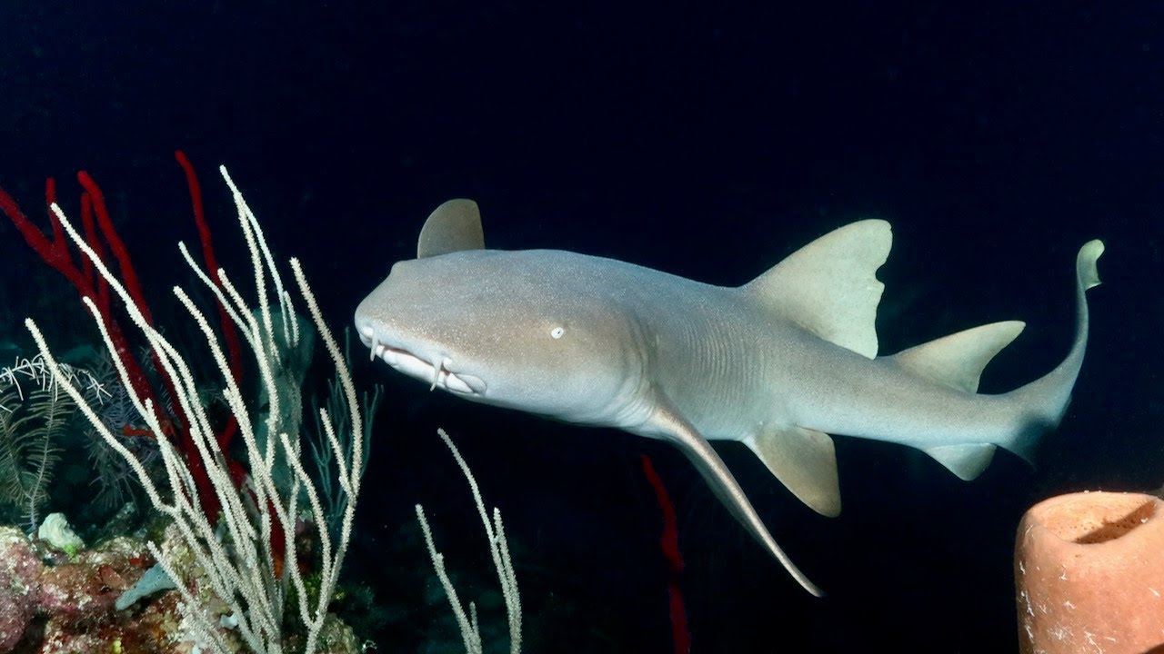 Diving at Glover's and Turneffe Atolls in Belize - YouTube