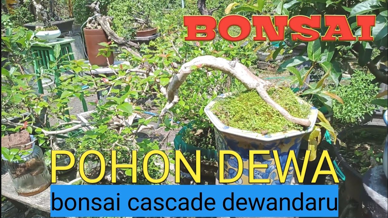POHON DEWA 🌸 BONSAI DEWANDARU - YouTube