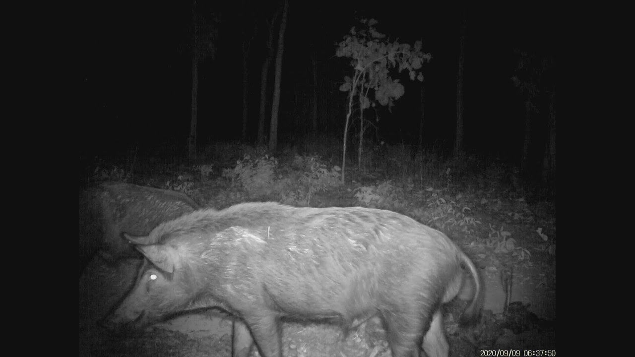Look how many big feral pigs we catch on the trail cam, having a ...