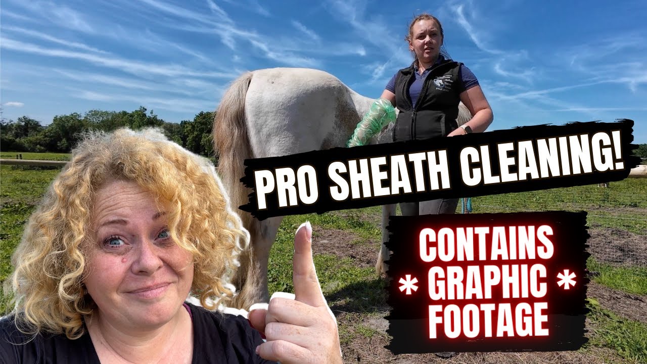 Equine Health: Sheath Cleaning by a Professional 2024 - YouTube