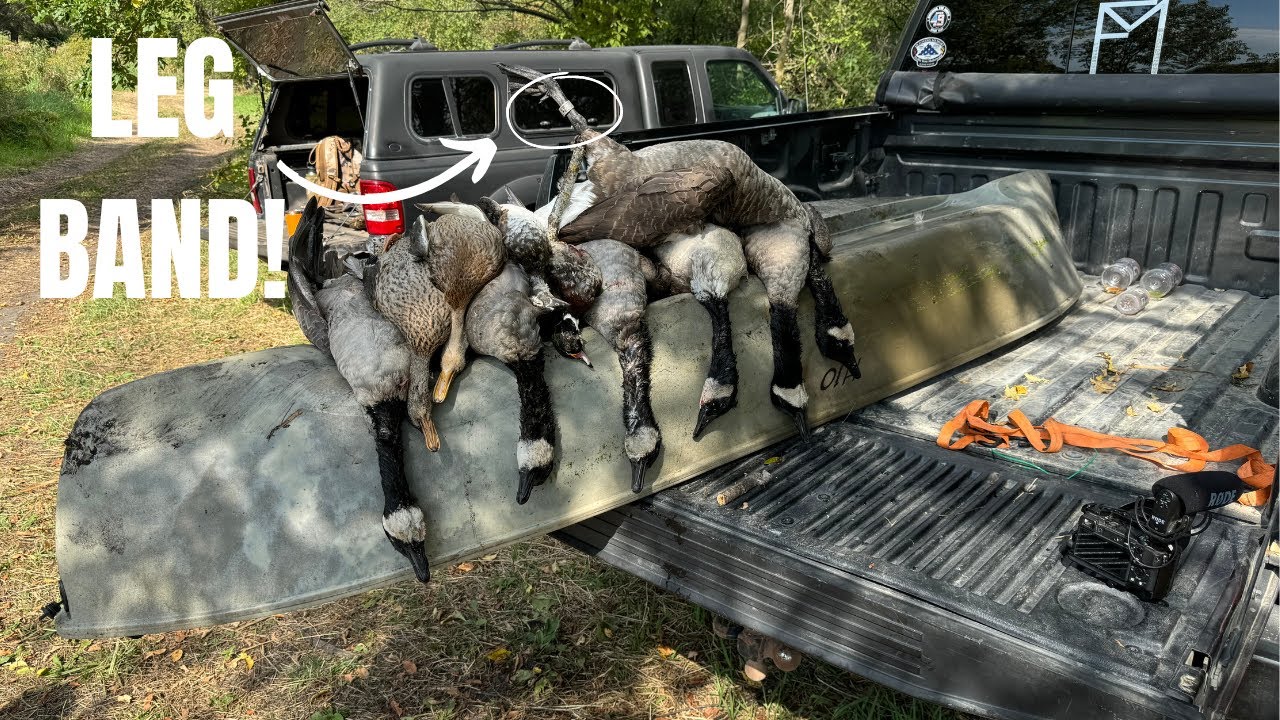 Duck Hunting Opening Day! (Banded Goose) - YouTube